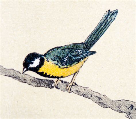 Great Tit Drawing Illustrations Royalty Free Vector Graphics And Clip
