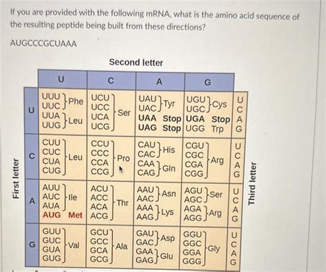Solved If You Are Provided With The Following MRNA What Is Chegg