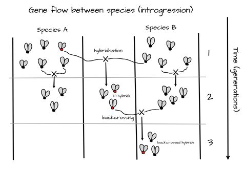 Module 2 Adaptive Gene Flow — Training Course In Data Analysis For Genomic Surveillance Of