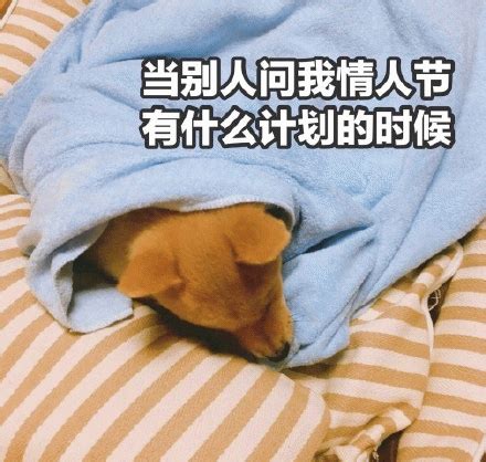 当别人问我情人节有什么计划的时候表情包图片gif动图 求表情网 斗图从此不求人