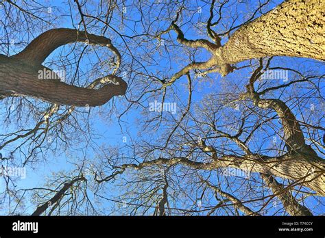 Beautiful Tree Crowns With Leaves And Fine Branches In Front Of A Blue