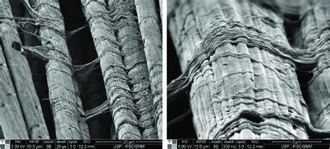 SEM Image Of CF Impregnated With Hierarchical CNF Unlike GF CF Has A Download Scientific
