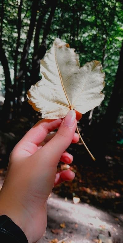 گل تو گلدون تستچی