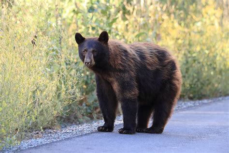 How Many Bear Attacks Have Happened In Glacier National Park
