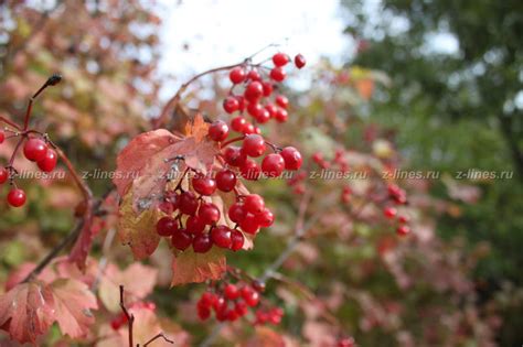 Калина обыкновенная - Питомник саженцев - Z-lines.ru