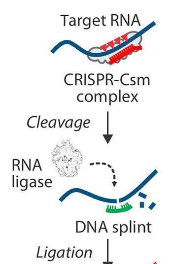 This Is Just The Beginning Rna Editing Set To Democratise Viral