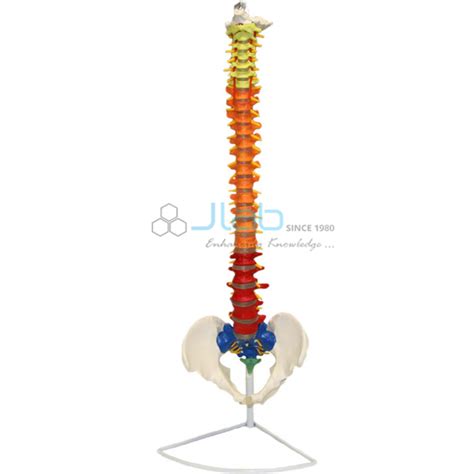 Color Coded Region Flexible Spinal Column Jaab
