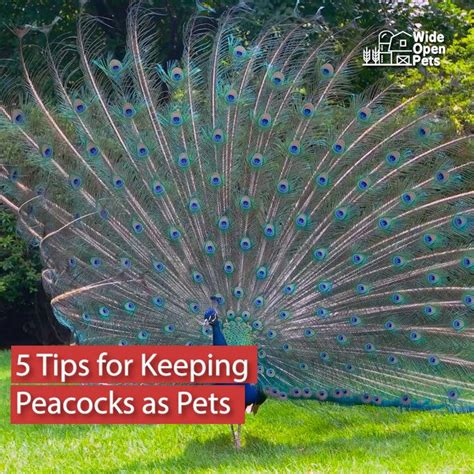 Need A New Pet Here S How To Keep Peacocks At Home Artofit