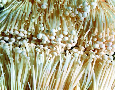 金针菇反季节培育技术 文化共享工程