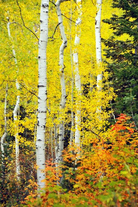 57 Birch Tree Stained Glass Ideas To Save Today Stained Glass Birch