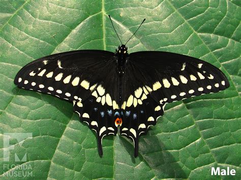 Yellow And Black Butterfly Florida