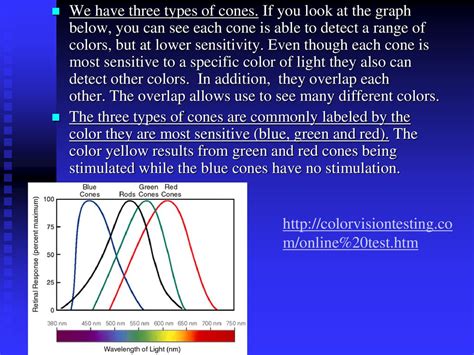 Does Cones Detect Color At Skye Kinsella Blog