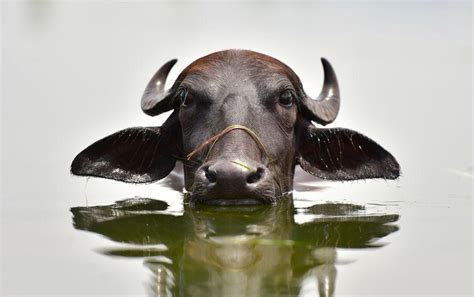 Water Buffalo Facts Interesting And Wonderful Pictures Tooopic