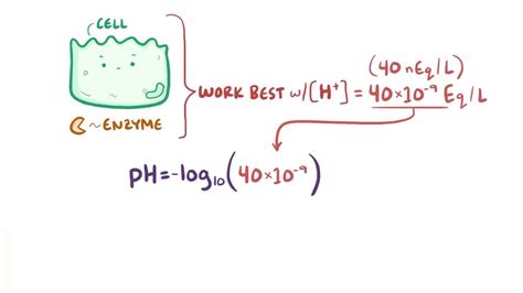 Physiologic PH And Buffers Video Anatomy Definition Osmosis