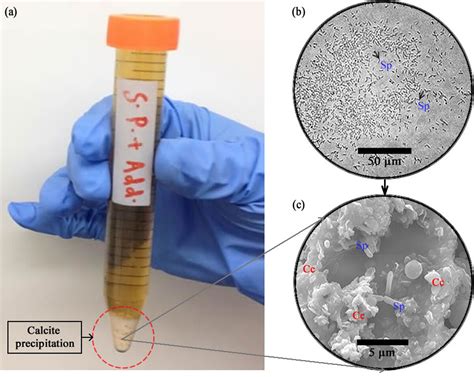 Microbiologically Induced Calcite Precipitation Mediated By Sporosarcina Pasteurii Pmc