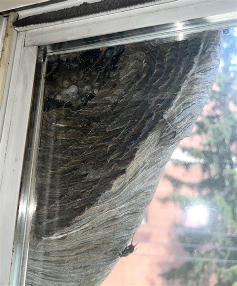 Inside A Wasp Nest Rnatureismetal