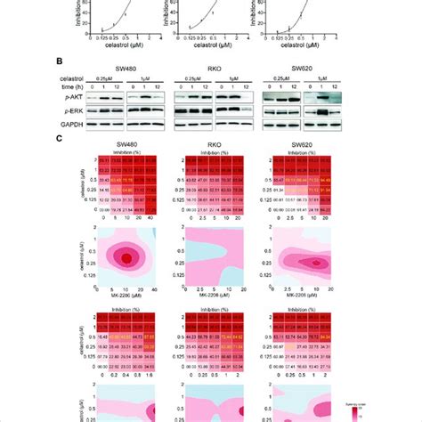 Inhibition Of Shp2 Blocked Rtk Related Akterk Activation By Low Dose