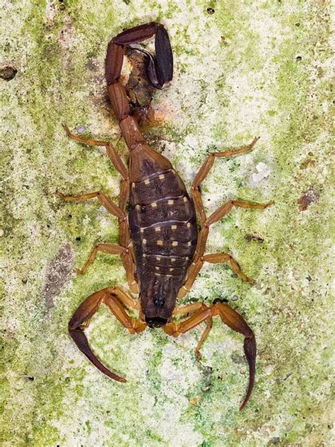 31 Best Most Deadliest Insects On Earth Images On Pinterest Insects