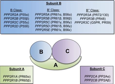 Sex Chromosome Loss And The Pseudoautosomal Region Genes In Hematological Malignancies