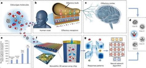 Researchers Develop Biomimetic Olfactory Chips To Enable Advanced Gas Sensing And Odor Detection