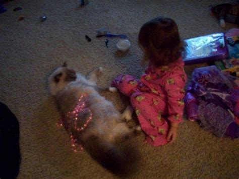 The Ragdoll A Submissive Sexual Partner CatsInfo