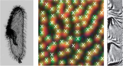 spatio temporal patterning of cilia arrays ‒ lpl ‐ epfl