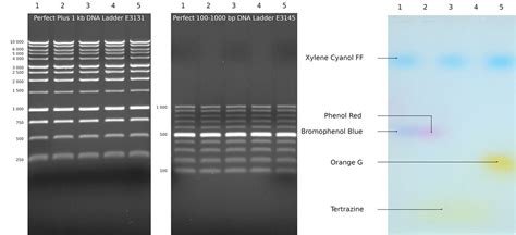 dna agarose gel loading buffer recipe bryont blog