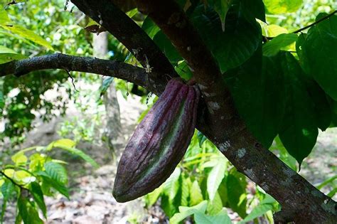 What Does Cacao Fruit Taste Like A Journey Into Its Unique Flavor