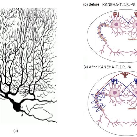 A Left Small Neural Network B Right Top Illustration Of Weak