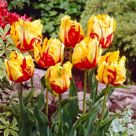 Tulip Texas Flame Pack Of 6