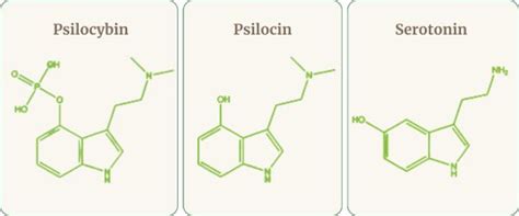 Why Psilocin Psilocin Is A Serotonin Agonist Modulation Of Serotonin Receptors Influences Mood