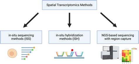 Multiplexed Spatial Transcriptomics Methods And The Application Of Expansion Microscopy Pmc