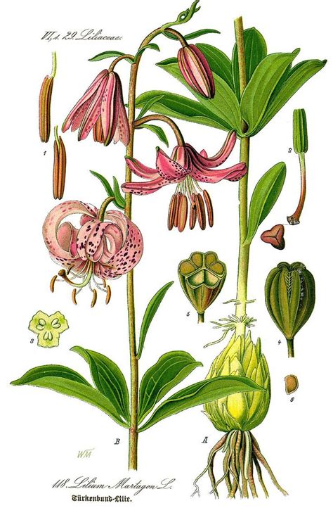 Lilia złotogłów (Lilium martagon L.) | Ботанические иллюстрации ...