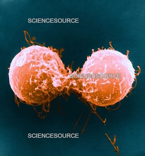 Telophase Under A Microscope Sem Stock Image Science Source Images