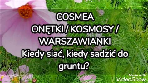 Cosmea OnĘtki Kosmosy Warszawianki Kiedy Siać Kiedy Sadzic Do