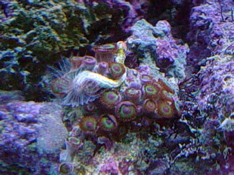 Green W Purple Center Zoas Community Photos Nano Reef Community