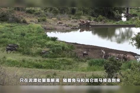 可怜的小斑马，喝水遭到鳄鱼偷袭，危急时刻，河马前来驰援！鳄鱼偷袭河马