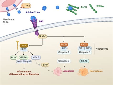 Tl1a Dr3 A Pathway For Immunomodulation