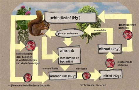 Denitrificatie Stikstofkringloop 8 3 Kringlopen In Ecosystemen Dl2