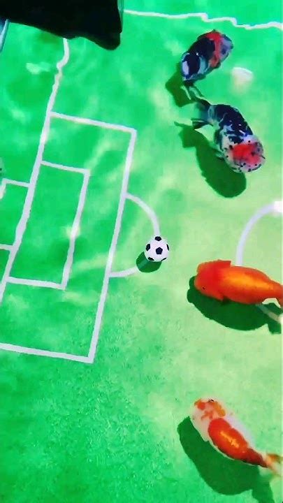 Ankera Massi Fish Playing Football 2023 Viral Massi Youtube