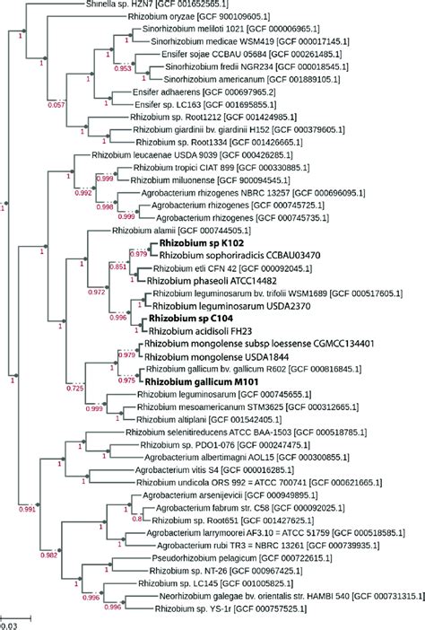 Phylogenetic Tree Of Sequenced Rhizobial Strains The Phylogeny Was Download Scientific Diagram