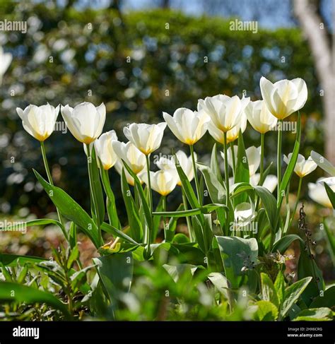 White Tulips In My Garden A Photo Of Beautiful White Tulips In The
