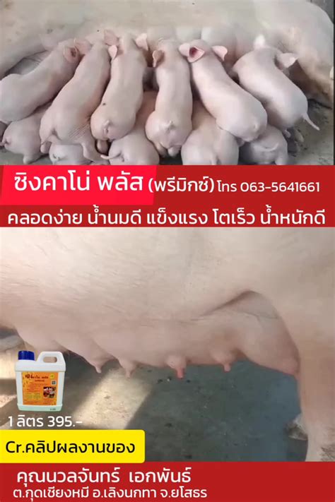 Ep 1แข็งแรงโตเร็ว น้ำนมดีมาก 🔥🔥ส่งผลงานกันเช่นเคย จ้าาาา😅😅😅 🙏ขอขอบคุณ คุณนวลจันทร์ เอกพันธ์