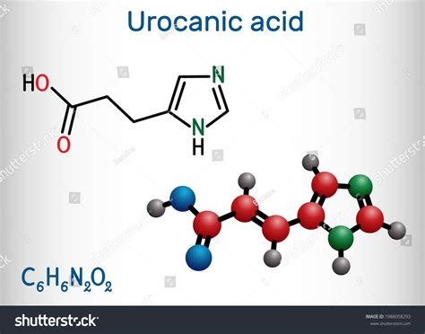 Urocanic Acid Molecule Intermediate Product Metabolism Stock Vector