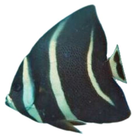 Saltwater Angelfish Collection Foxy Saltwater Tropicals