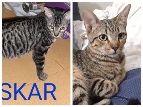 Skar Simba Y Nala Sos Felinos Madrid