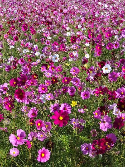 秋桜 ひろみやの徒然日記