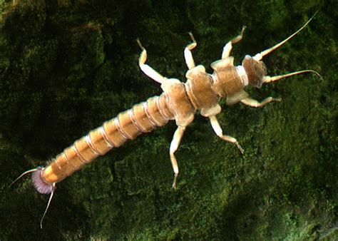Stonefly Larvae Identification