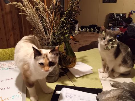 Reasons I Cant Get Work Done 1 And 2 Rcats