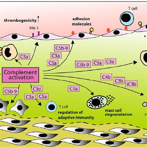 Schematic Representation Of The Complement System And Its Regulators Download Scientific